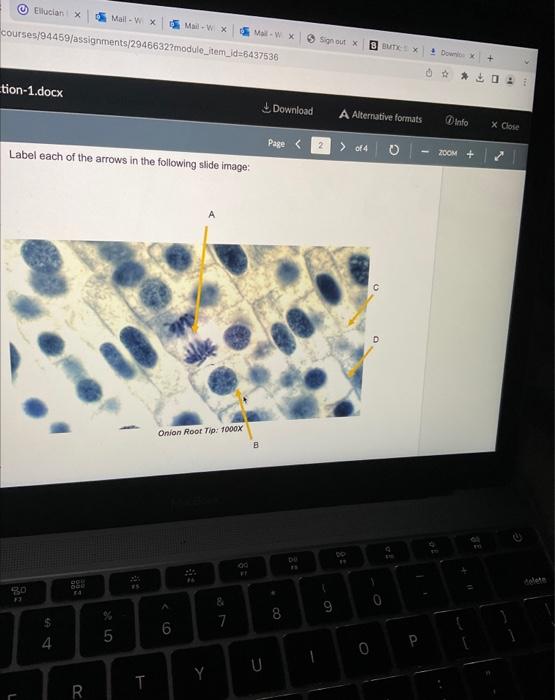 Solved Label each of the arrows in the following slide | Chegg.com