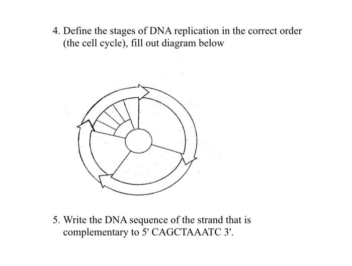 Solved 4. Define the stages of DNA replication in the | Chegg.com