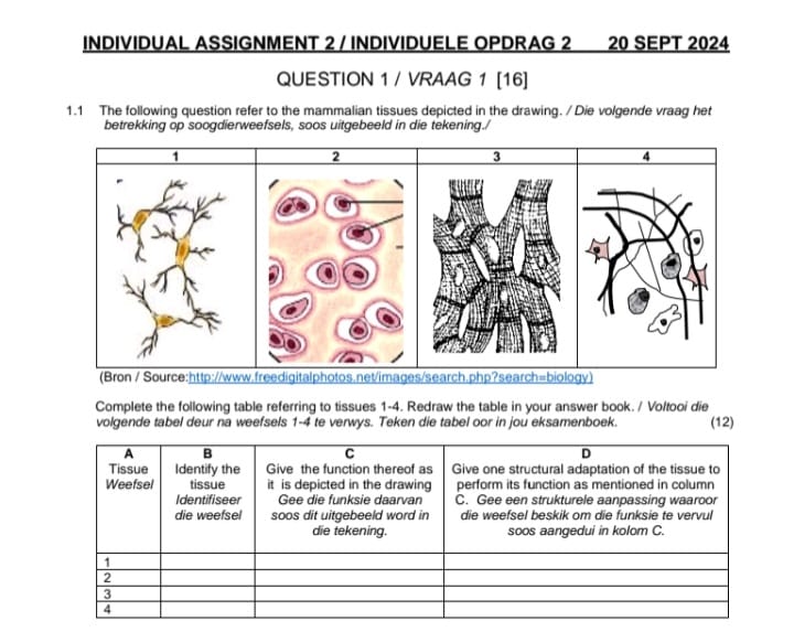 Solved INDIVIDUAL ASSIGNMENT 2 /INDIVIDUELE OPDRAG 220 ﻿SEPT | Chegg.com