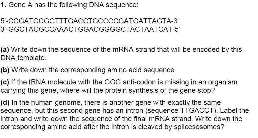 Gene A has the following DNA sequence: 5'-CCGAT | Chegg.com
