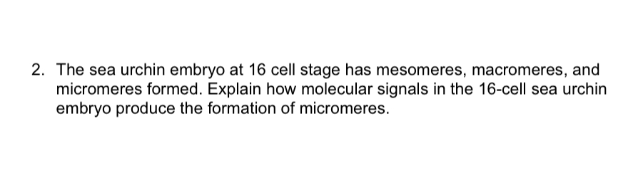 Solved The sea urchin embryo at 16 ﻿cell stage has | Chegg.com