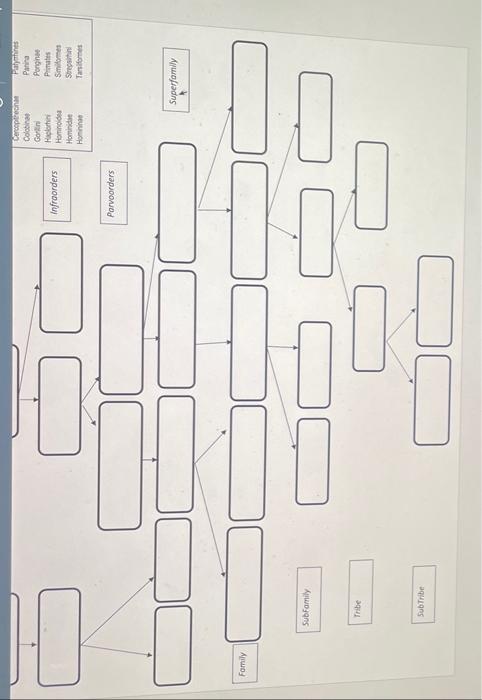 Instructions for the Taxonomy Chart assignment: 1. | Chegg.com