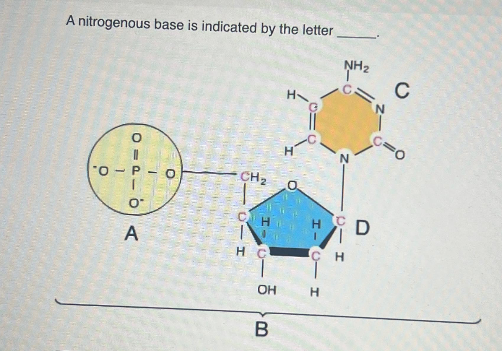 Solved A nitrogenous base is indicated by the letter | Chegg.com