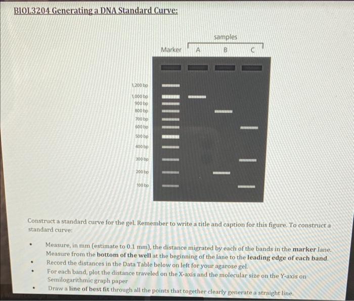 BIOL 3204 Generating a DNA Standard Curve: Construct | Chegg.com