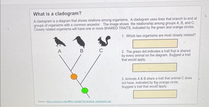 Solved What is a cladogram? A cladogram is a diagram that | Chegg.com