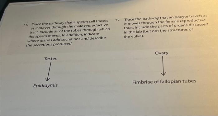 Solved 17. Trace the pathway that a sperm cell travels as it | Chegg.com