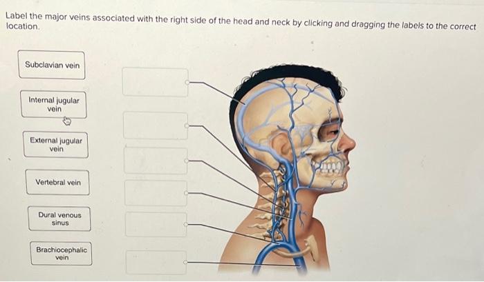 Solved Label the major veins associated with the right side | Chegg.com