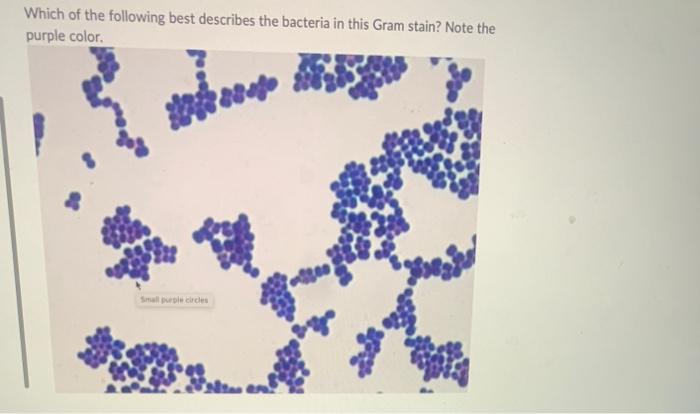 Solved Which of the following best describes the bacteria | Chegg.com