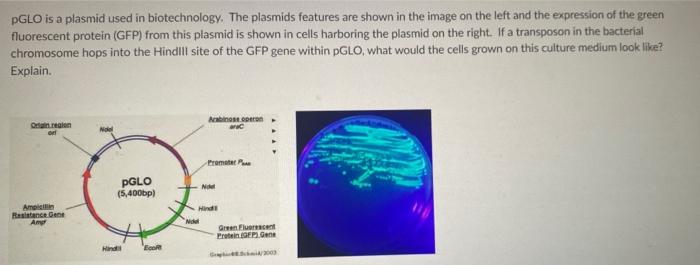 Solved PGLO is a plasmid used in biotechnology. The plasmids | Chegg.com