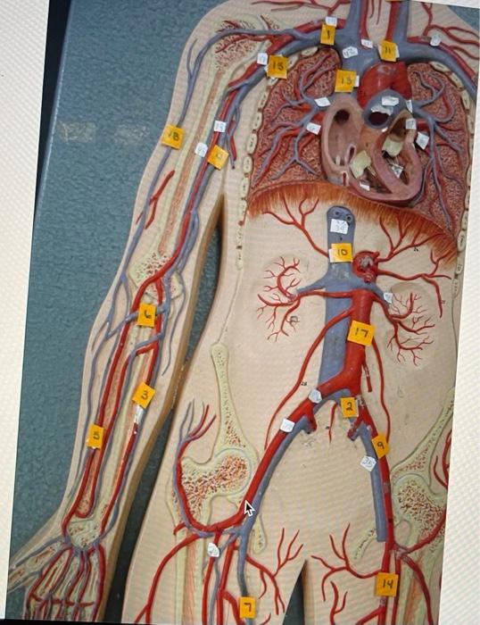 Solved LI 14 | Chegg.com