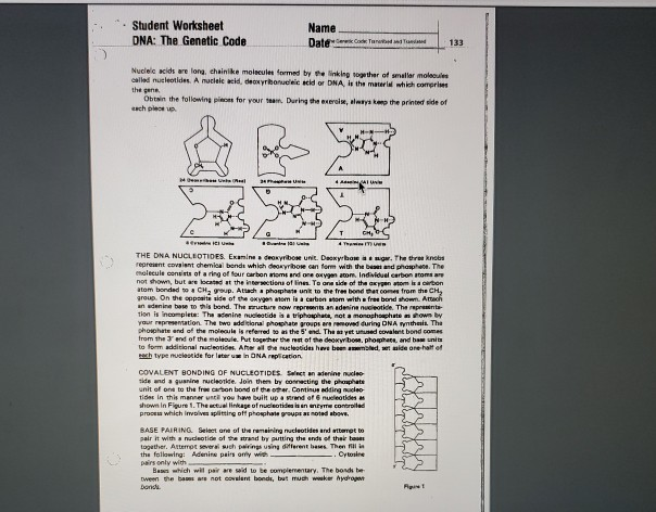 Student Worksheet DNA: The Genetic Code Name Date | Chegg.com