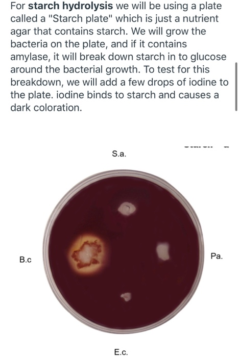 Solved For starch hydrolysis we will be using a plate called | Chegg.com