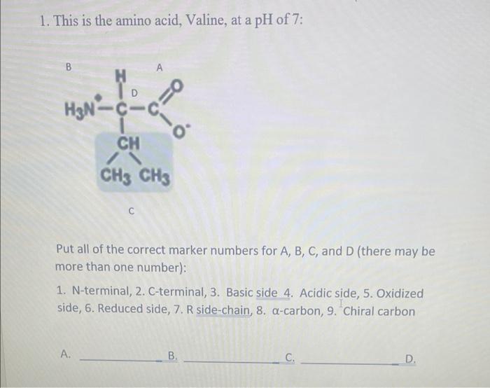 Solved 1. This is the amino acid, Valine, at a pH of 7: B А | Chegg.com