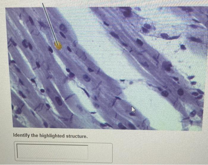 Solved Identify the highlighted structure. Identify the | Chegg.com