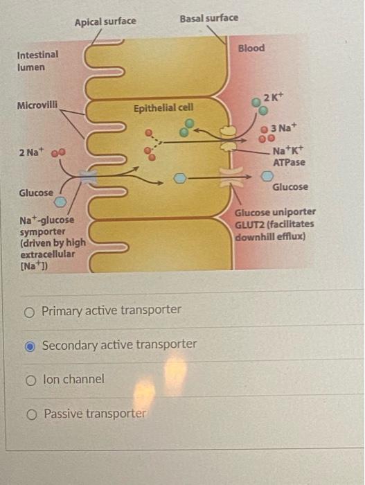 Solved Examine the image below and identify that Na+/Glucose | Chegg.com Solved Examine the image below and identify that Na+/Glucose | Chegg.com