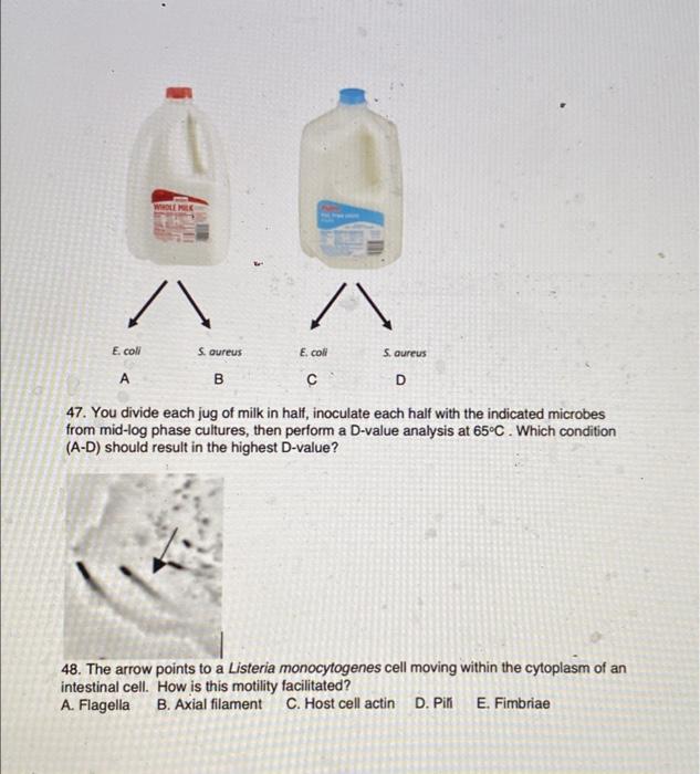 Solved 47. You divide each jug of milk in half, inoculate | Chegg.com