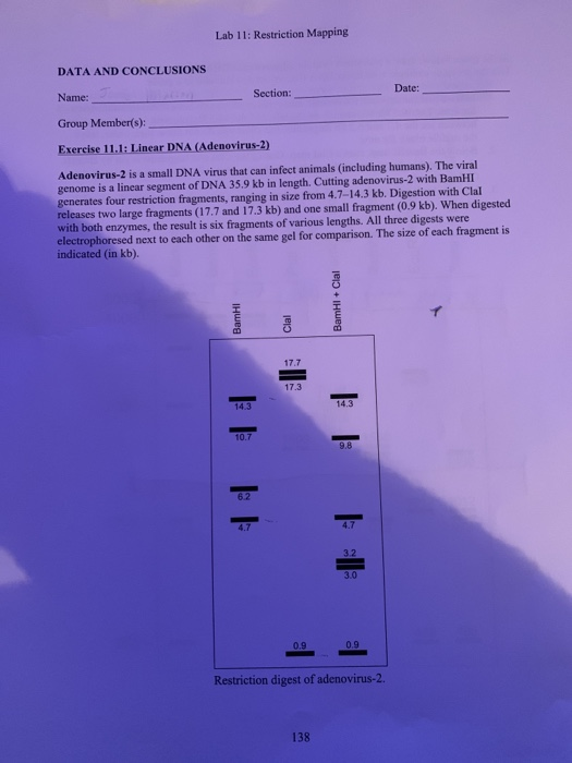 Solved Lab 11: Restriction Mapping DATA AND CONCLUSIONS | Chegg.com