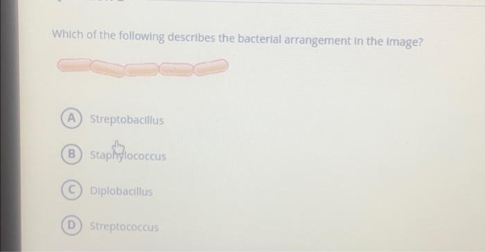 Solved Which of the following describes the bacterial | Chegg.com