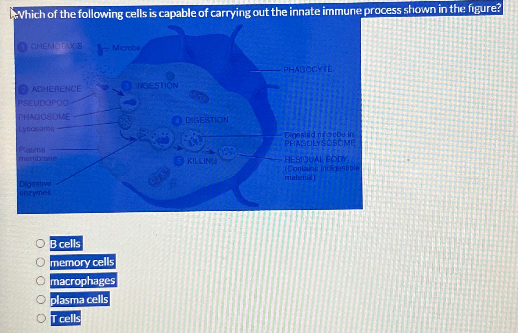 Solved Which of the following cells is capable of carrying | Chegg.com