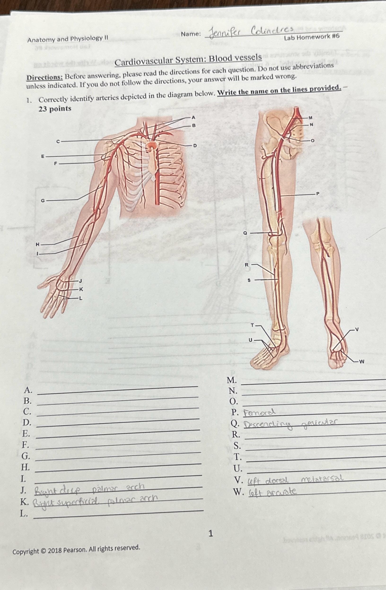 Solved Anatomy and Physiology IIName: Jennifer ColindresLab | Chegg.com