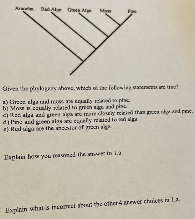 Solved Given the phylogeny above, which of the following | Chegg.com