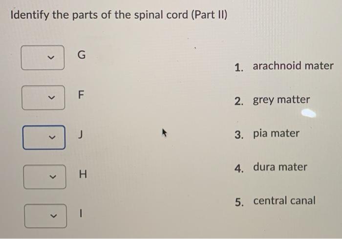Solved Question 4 (1 point) Cerebrospinal fluid flows | Chegg.com
