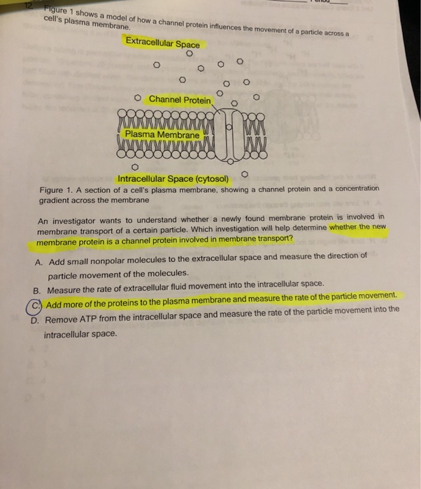 Channel Protein Definition Function Video Lesson