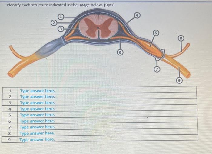 Solved Identify each structure indicated in the image below. | Chegg.com Solved Identify each structure indicated in the image below. | Chegg.com