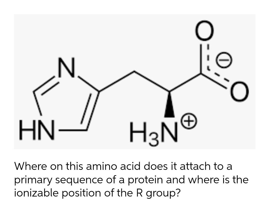 Solved O N. O HN- H3N Where on this amino acid does it | Chegg.com