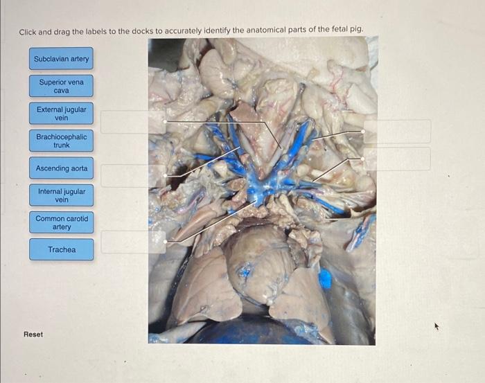 Solved Click and drag the labels to the docks to accurately | Chegg.com