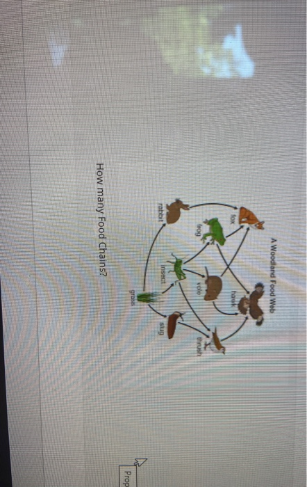 Solved A Woodland Food Web fox frog hrush rabbit Prop How | Chegg.com