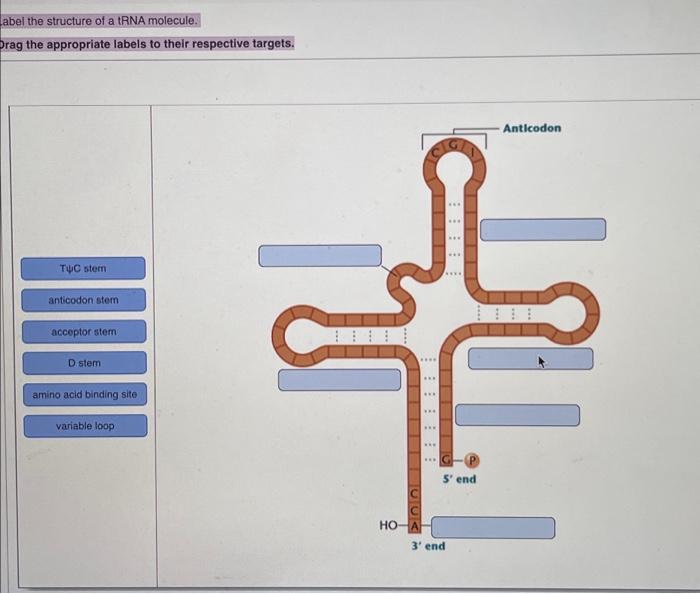 Solved Label the structure of a tRNA molecule. prag the | Chegg.com