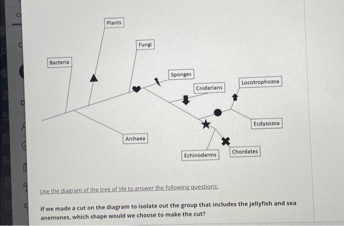 Solved Use the diagram of the tree of life to answer the | Chegg.com