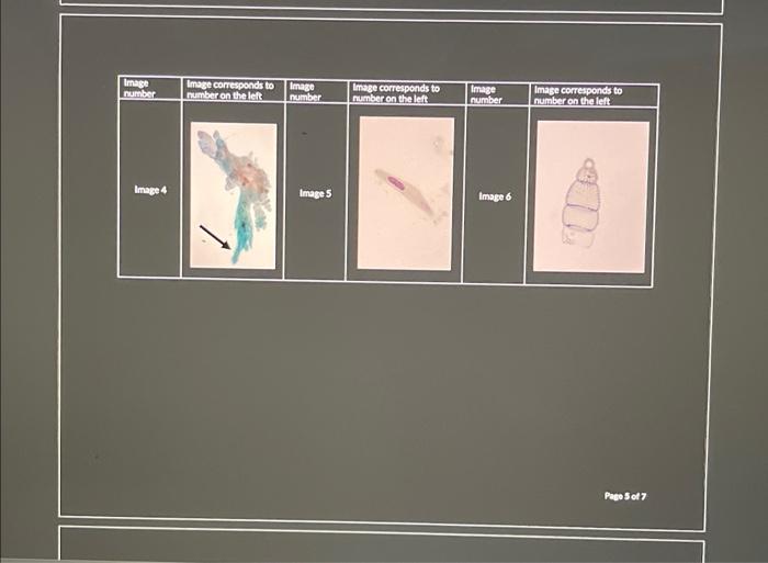 Solved Protists Identification Lab Name: Task 1. Fill in | Chegg.com