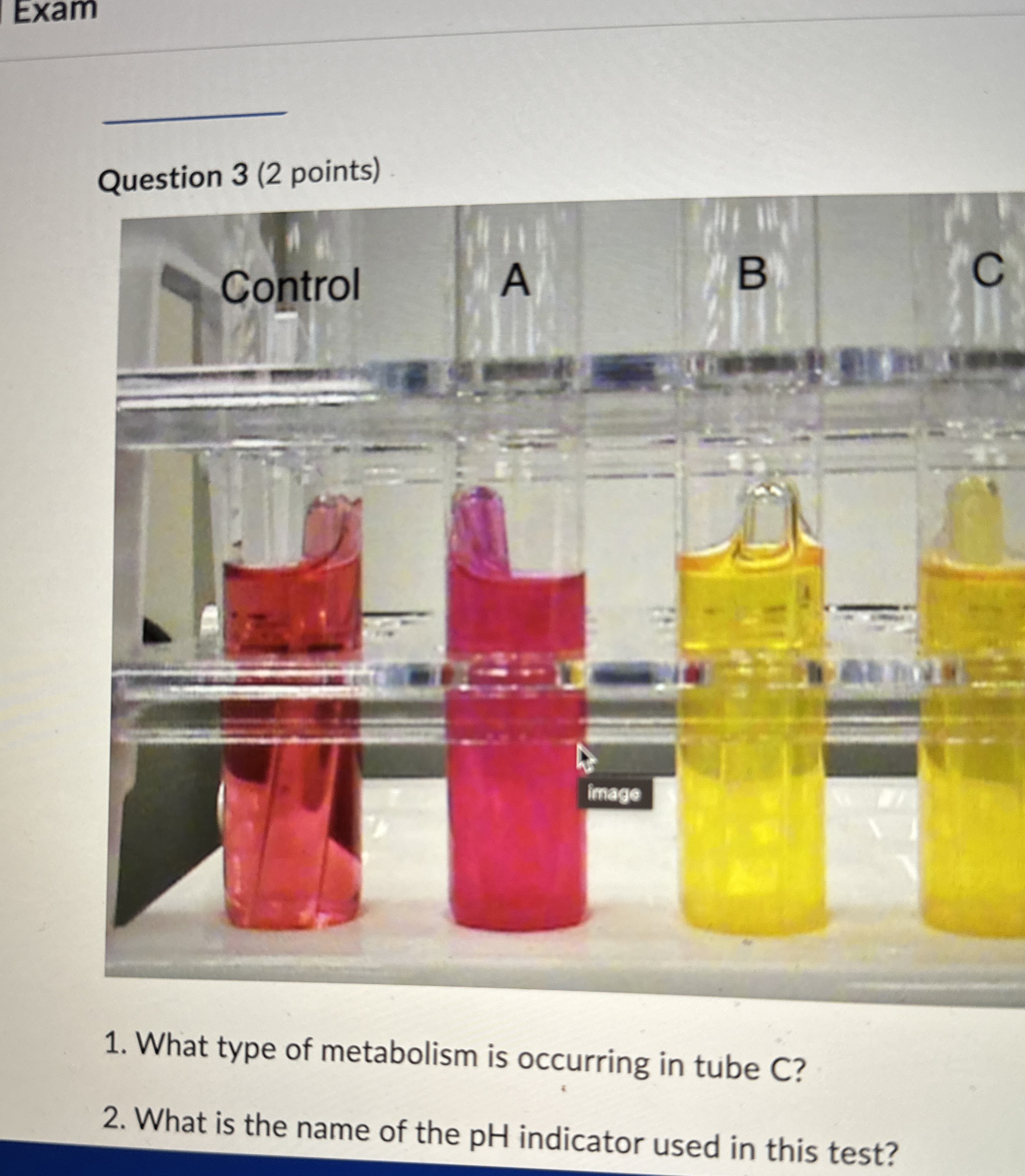 Solved Examq,Question 3 (2 ﻿points)What type of metabolism | Chegg.com