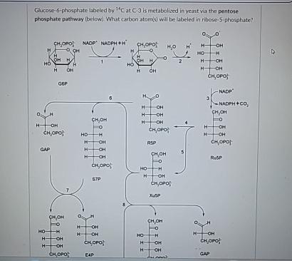Solved Glucose-6iphosphate babeled by ?14C ﻿at C-3 ﻿is | Chegg.com