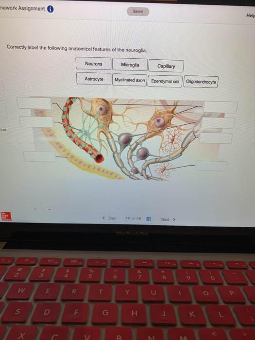 Solved mework Assignment Seved Help Correctly label the | Chegg.com