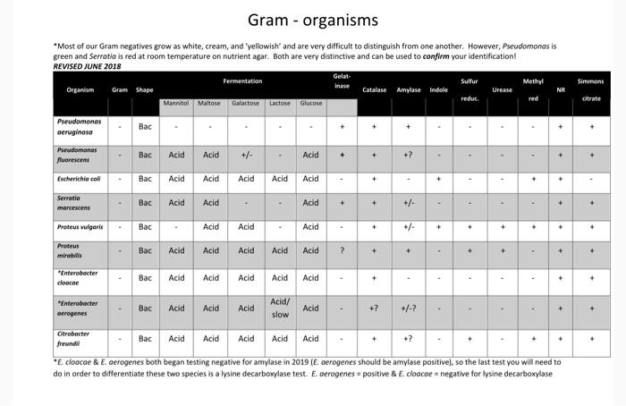 Solved use the" Gram + organism" picture to make a gram | Chegg.com