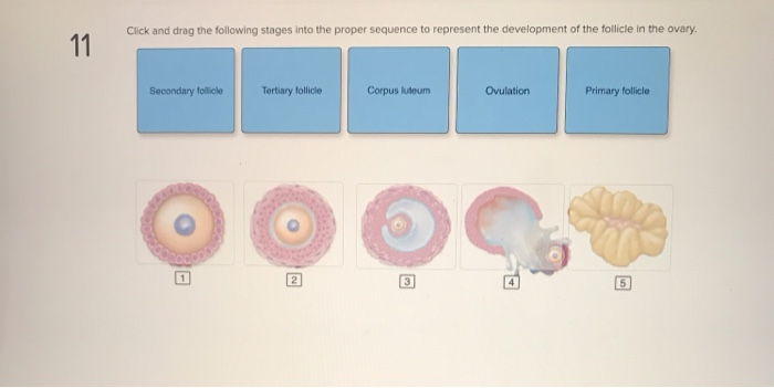 Solved Correctly label the following structures of the | Chegg.com