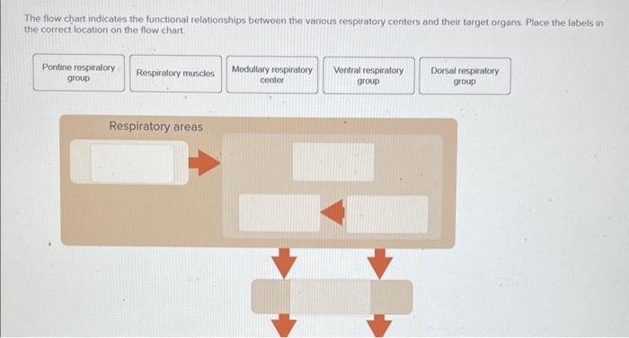 Solved The flow chart indicates the functional relationships | Chegg.com