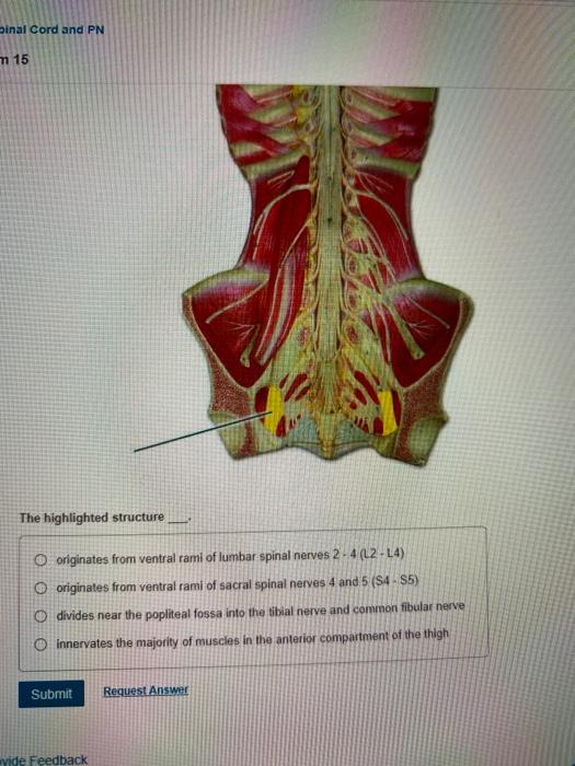 Solved binal Cord and PN m 15 The highlighted structure o | Chegg.com