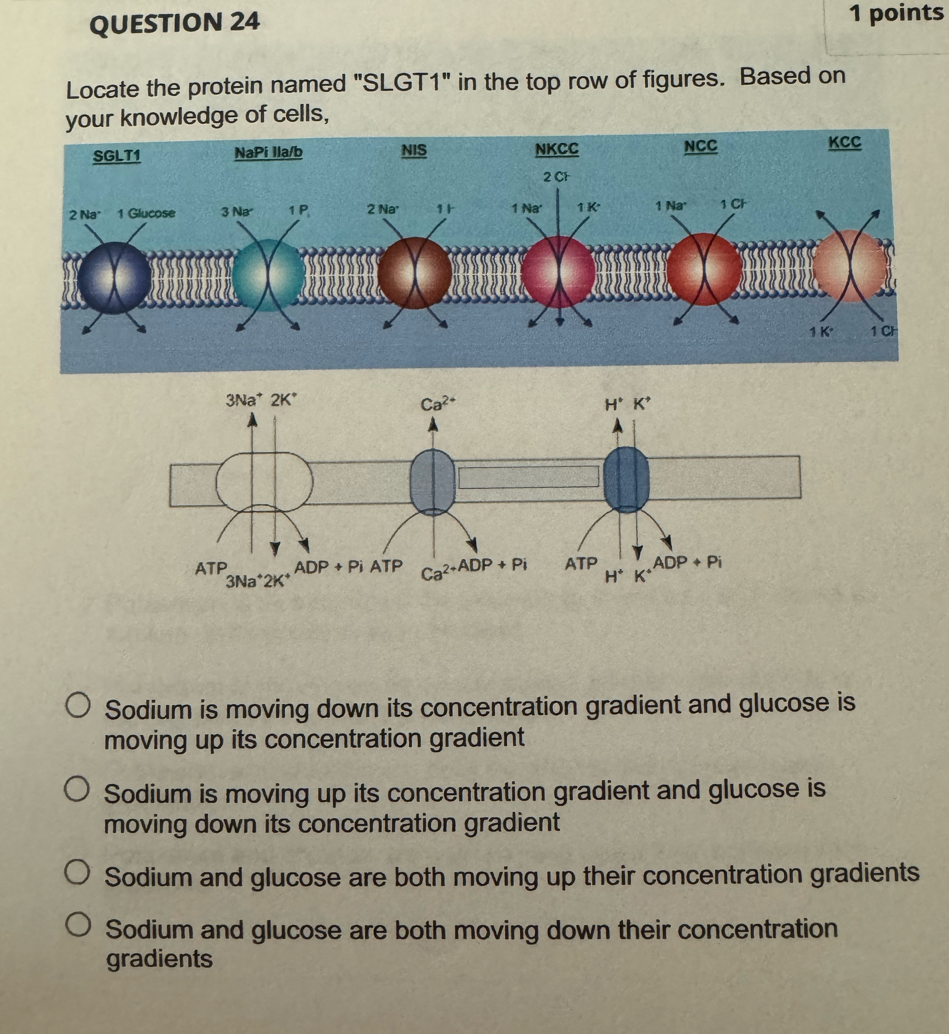 Solved QUESTION 241 ﻿pointsLocate the protein named "SLGT1" | Chegg.com