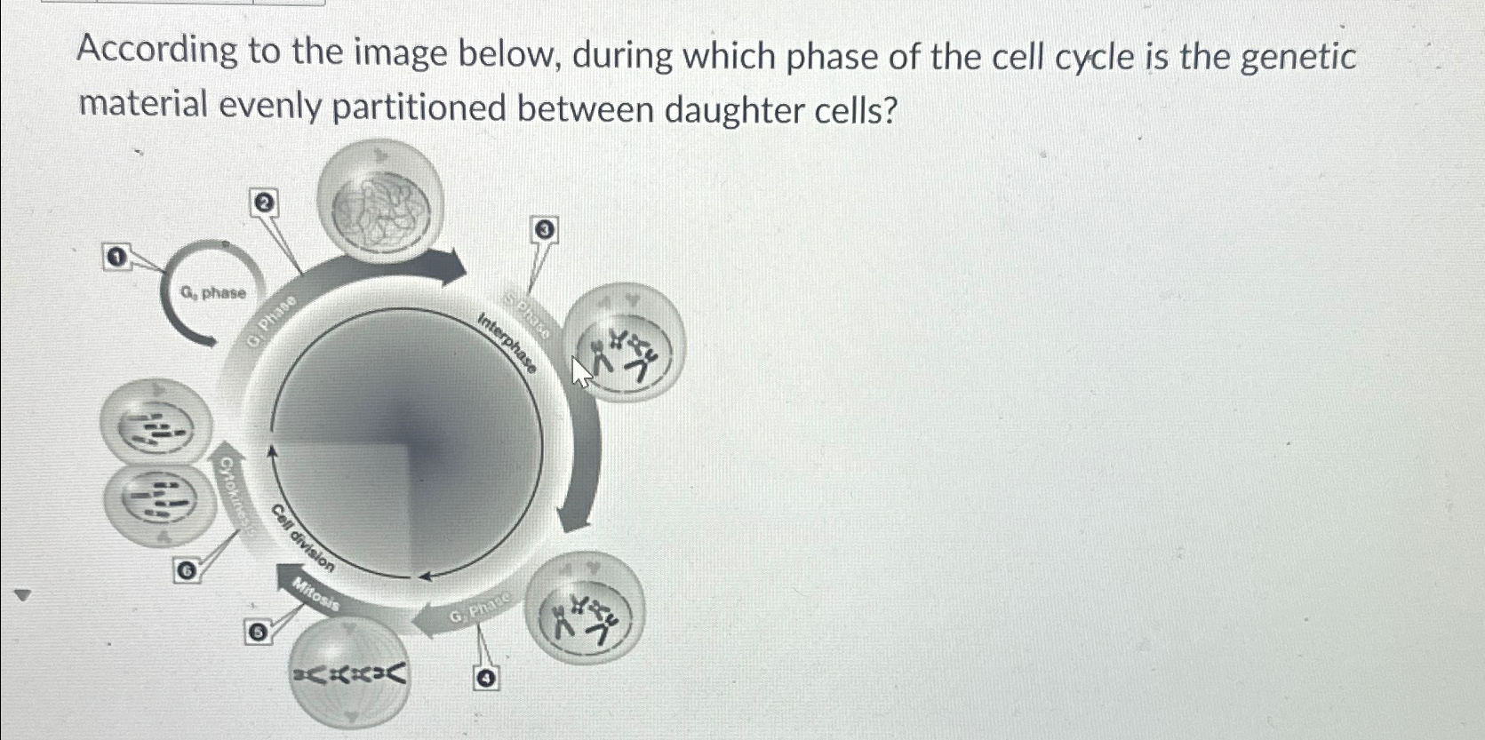 Solved According to the image below, during which phase of | Chegg.com