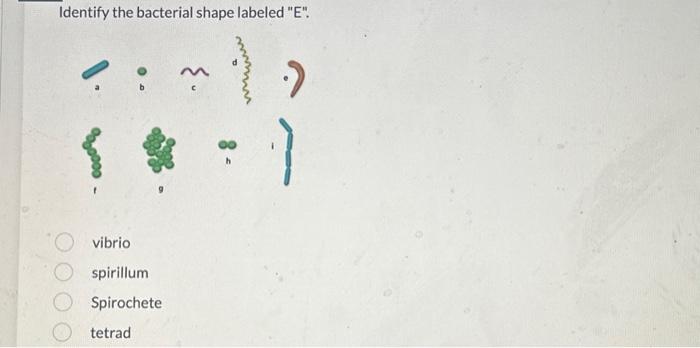 Solved Identify the bacterial shape labeled "E". ∞ vibrio | Chegg.com