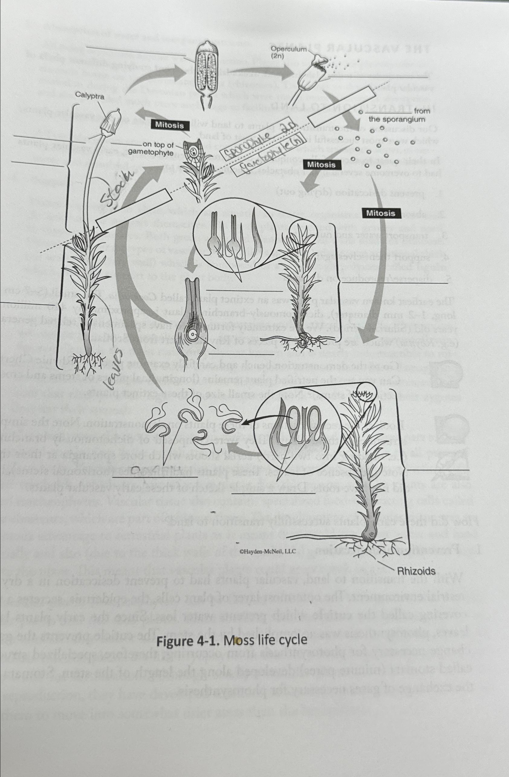 Solved Figure 4-1. ﻿Moss life cycle | Chegg.com