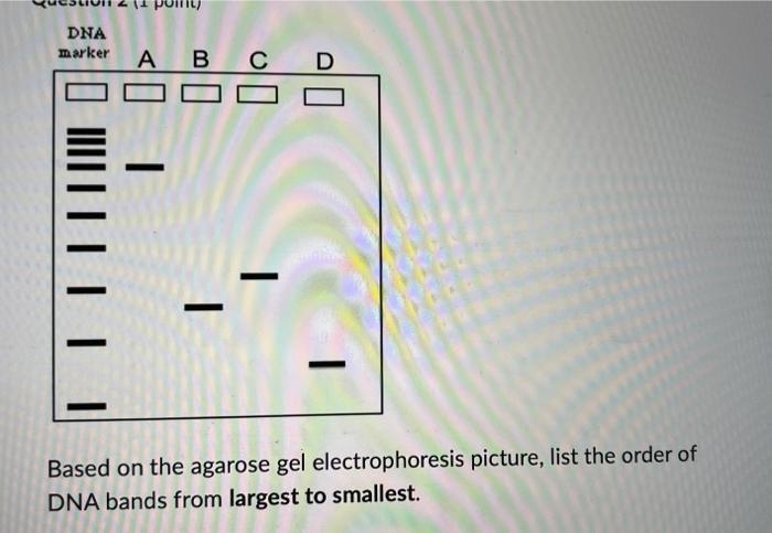 Solved In electrophoresis, why does DNA move toward the | Chegg.com