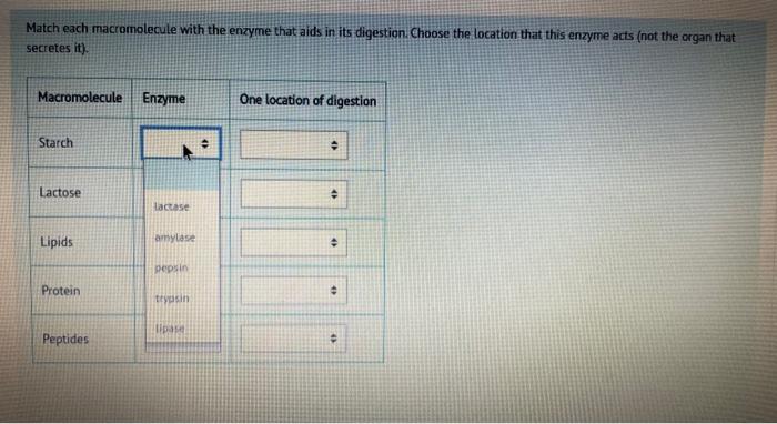 Solved Match each macromolecule with the enzyme that aids in | Chegg.com