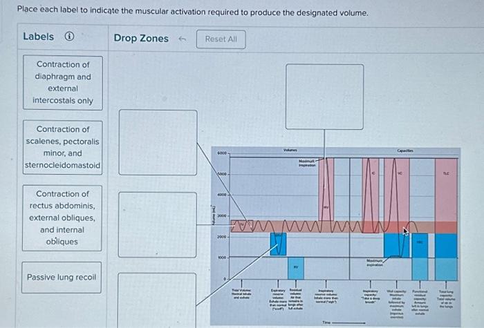 Place each label to indicate the muscular activation | Chegg.com
