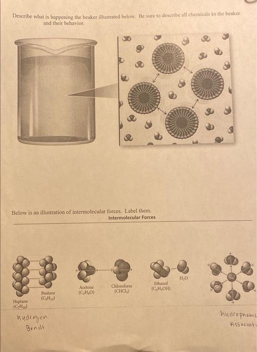 Solved Describe what is happening the beaker illustrated | Chegg.com