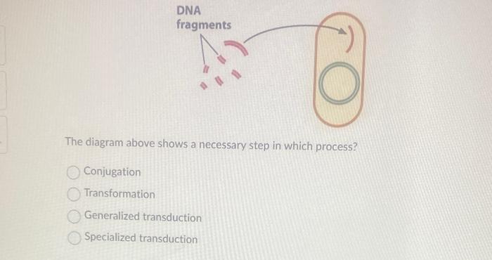 Solved The diagram above shows a necessary step in which | Chegg.com